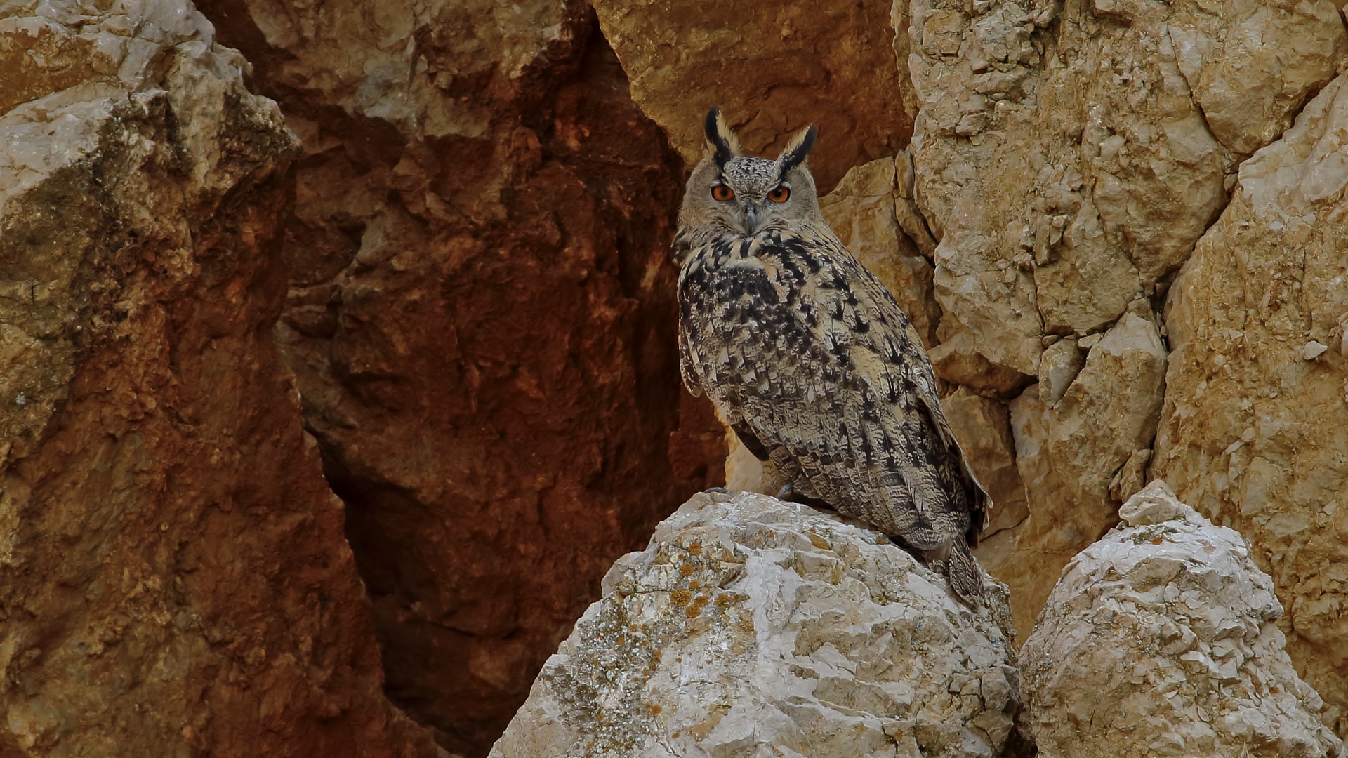 Puhu (Eurasian Eagle Owl) | Ali Şeker